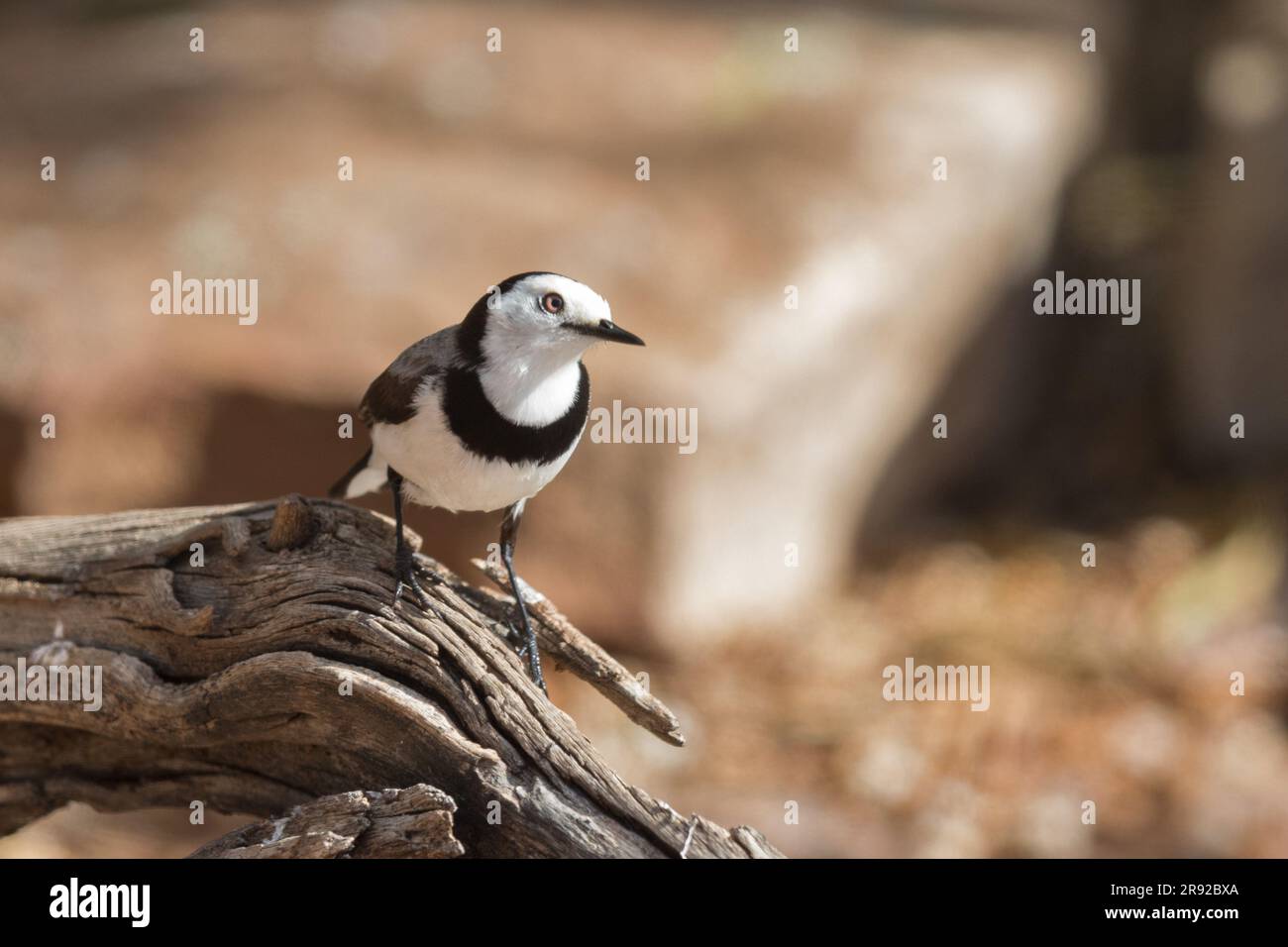 White faced chats hi-res stock photography and images - Alamy