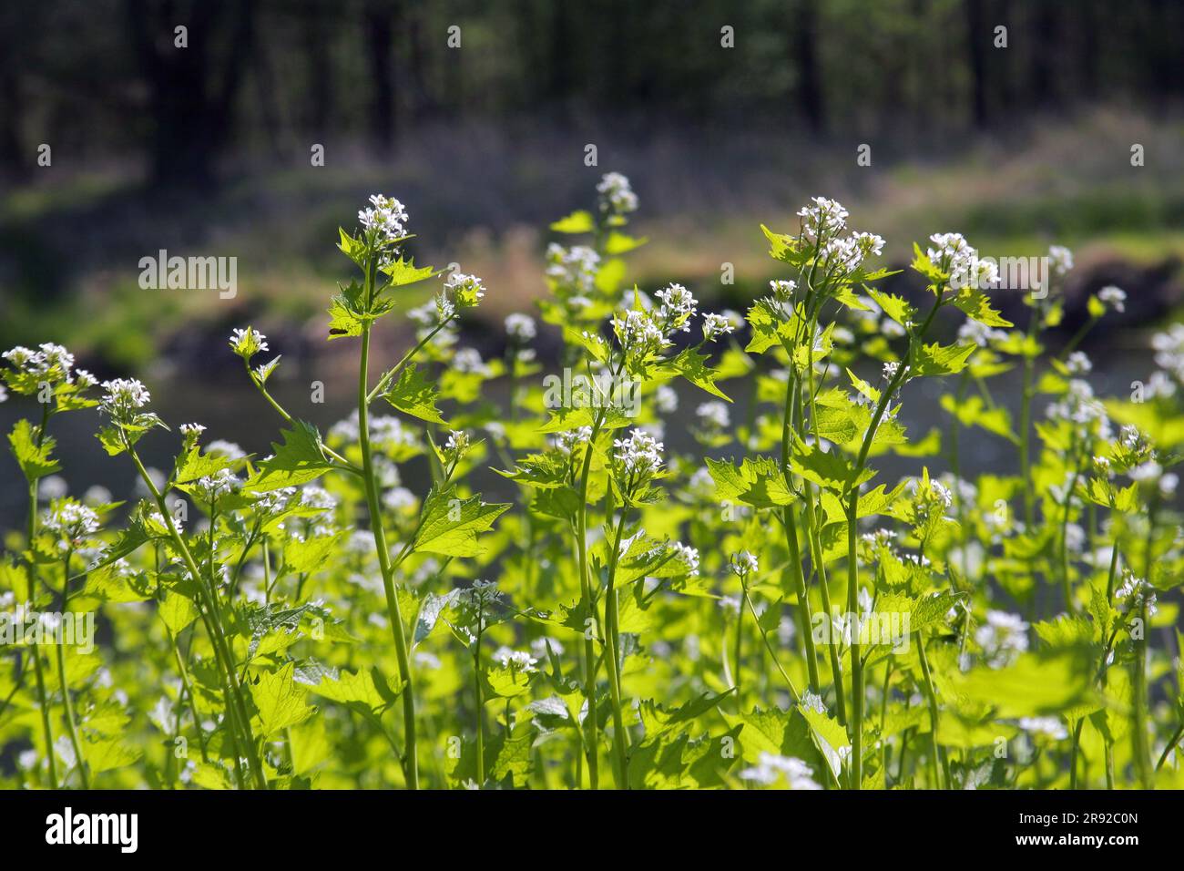 Garlic mustard, Hedge Garlic, Jack-by-the-Hedge (Alliaria petiolata ...