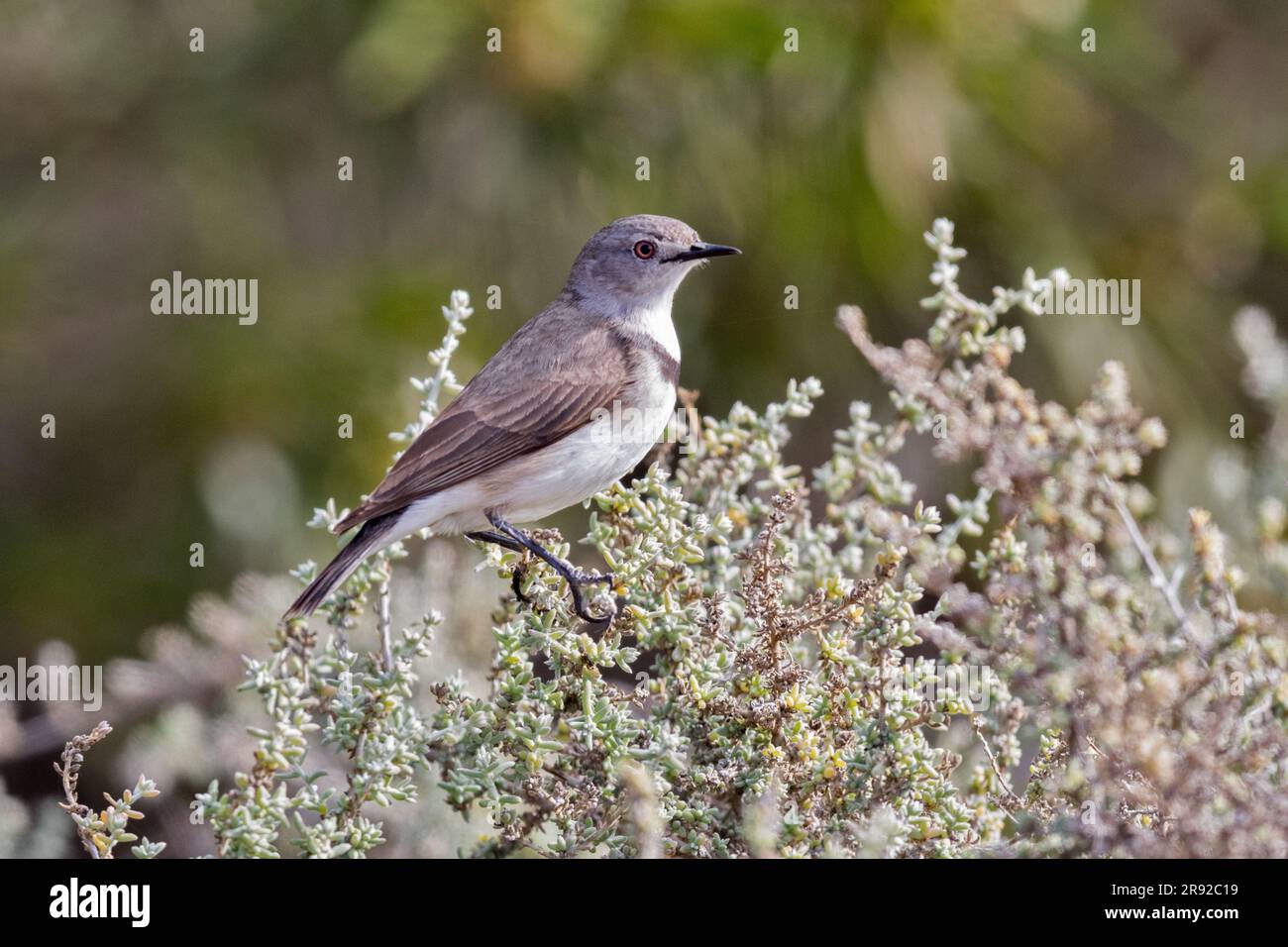 White faced chats hi-res stock photography and images - Alamy
