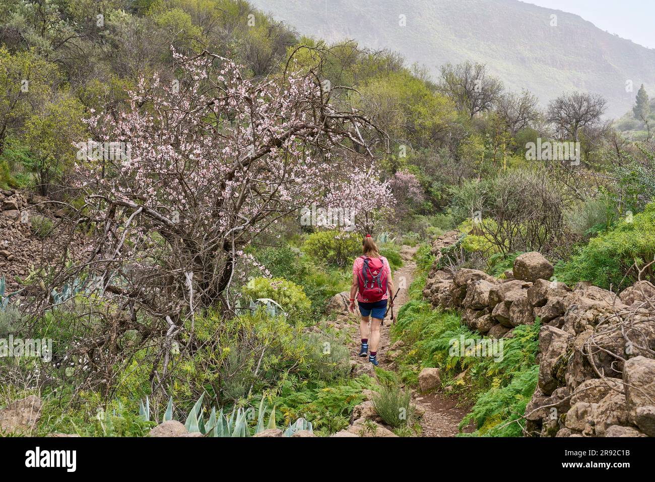 Almond (Prunus dulcis, Prunus amygdalus, Amygdalus communis, Amygdalus ...