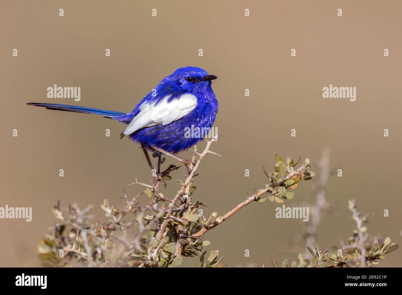 White winged wrens hi-res stock photography and images - Alamy