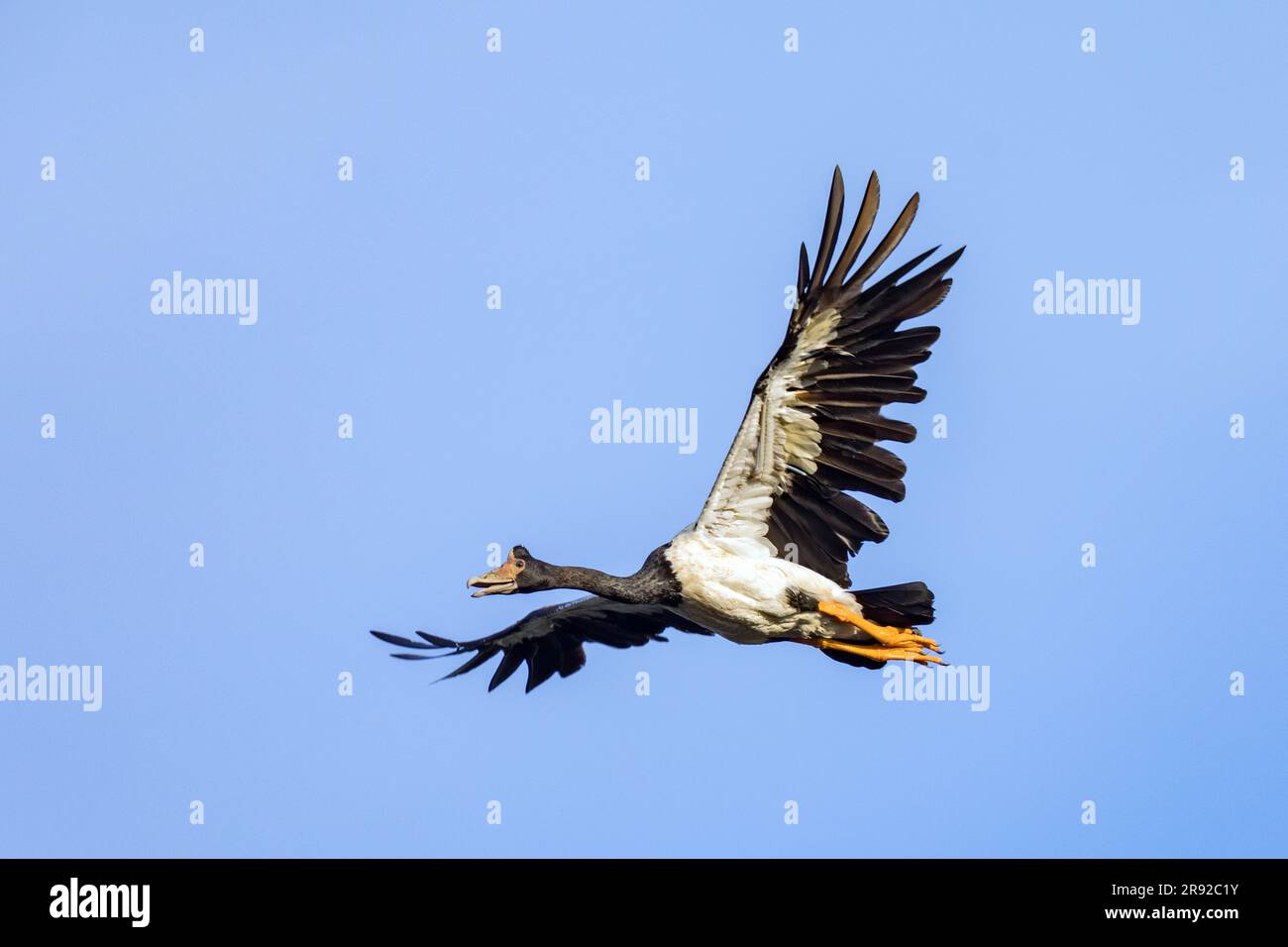 magpie goose (Anseranas semipalmata), in flight, Australia, Northern ...