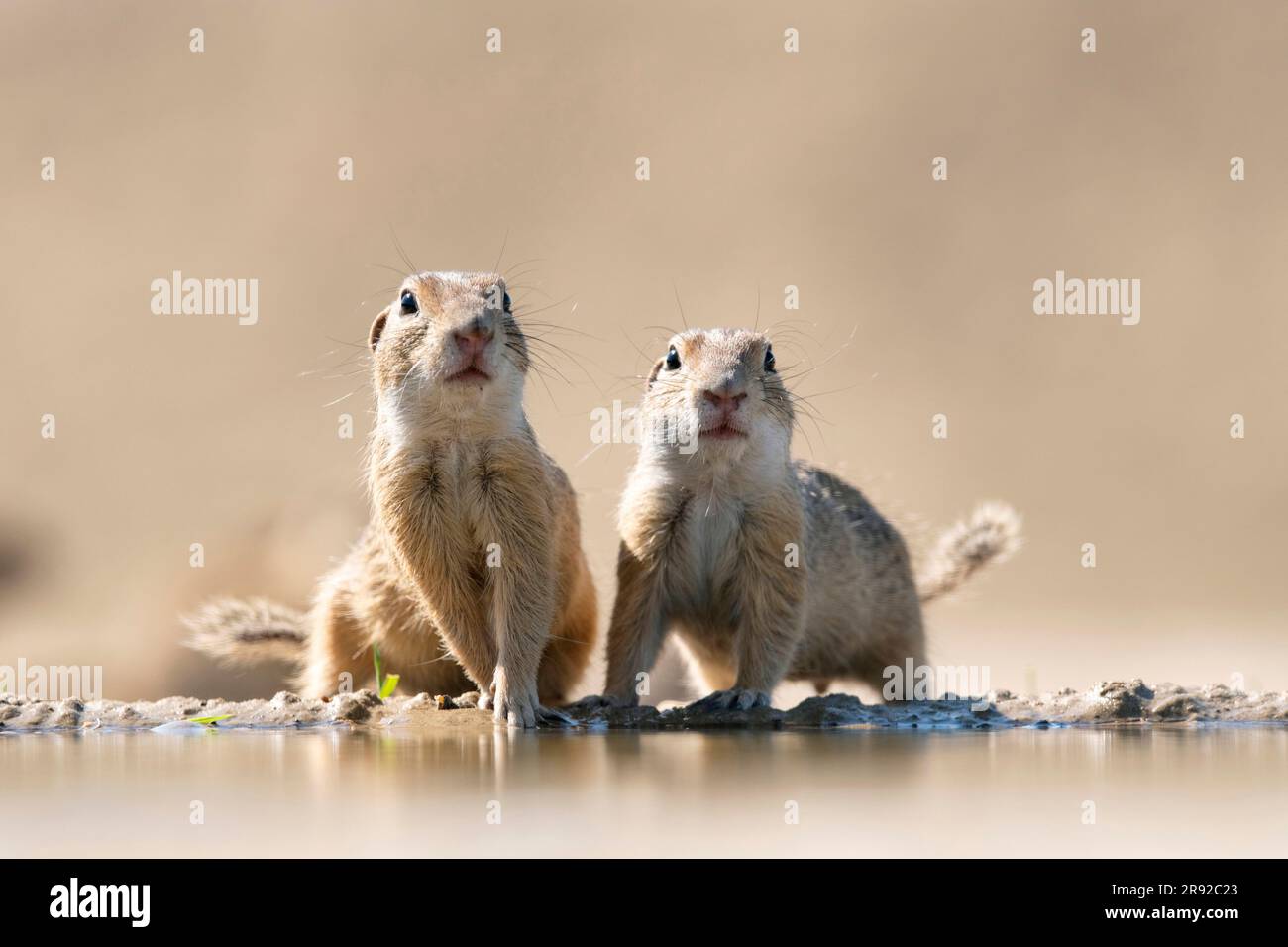European ground squirrel, European suslik, European souslik (Citellus ...