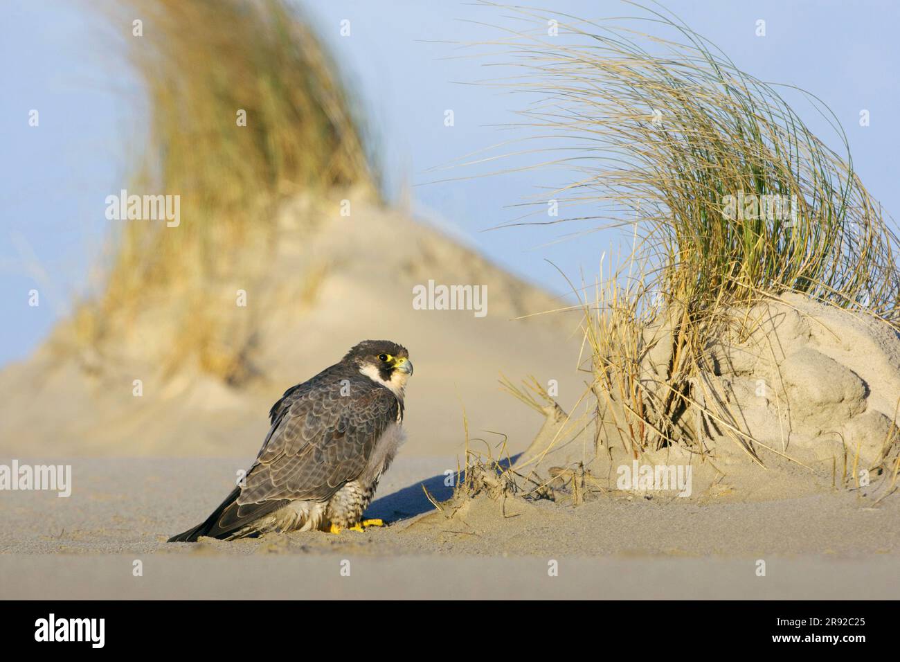 peregrine falcon (Falco peregrinus), afult on the beach, Netherlands ...