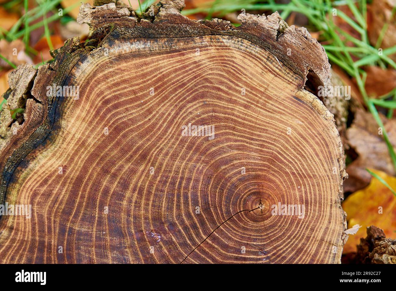 English hawthorn, midland hawthorn (Crataegus laevigata 'Paul's ...