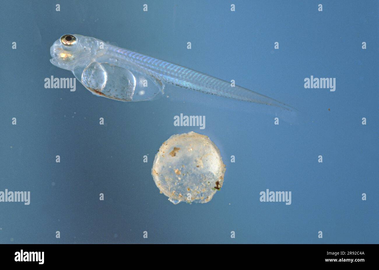 Fish egg larvae hi-res stock photography and images - Alamy
