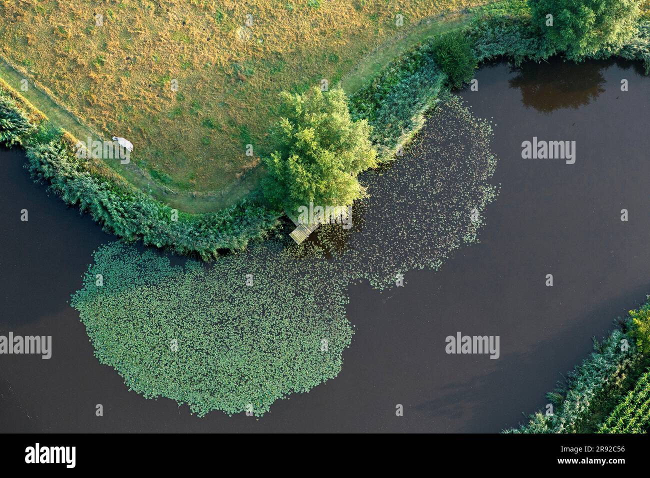 water plants spreading in a body of water, aerial photo, Belgium, East ...