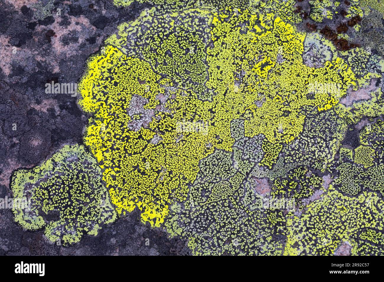 map lichen (Rhizocarpon spec.), lichens on a rock, Sweden Stock Photo ...