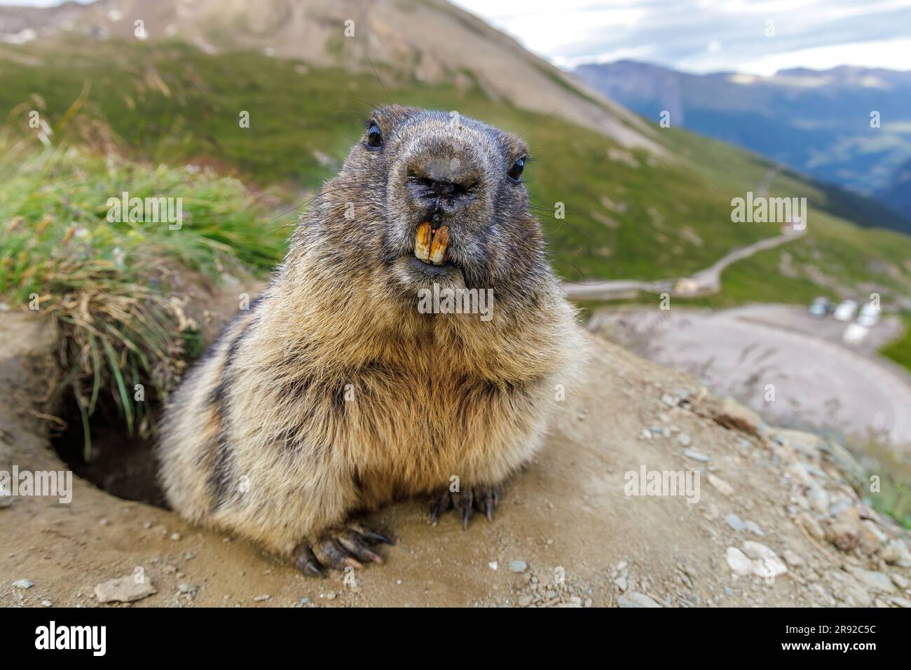 alpine marmot (Marmota marmota), sitting in front of its den, front view, Austria, Carinthia ...