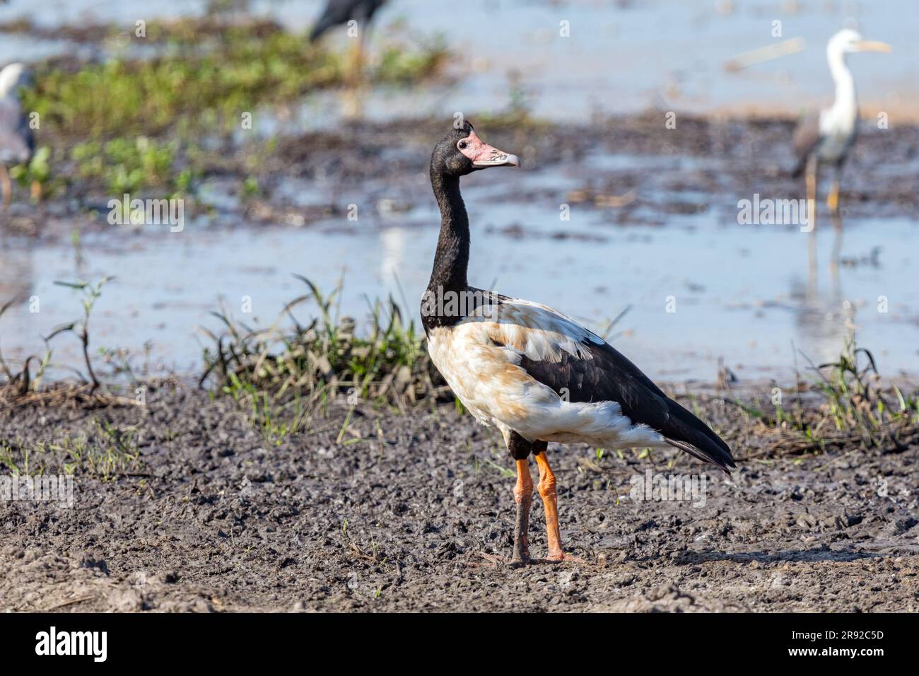 magpie goose (Anseranas semipalmata), by the waterside, Australia ...