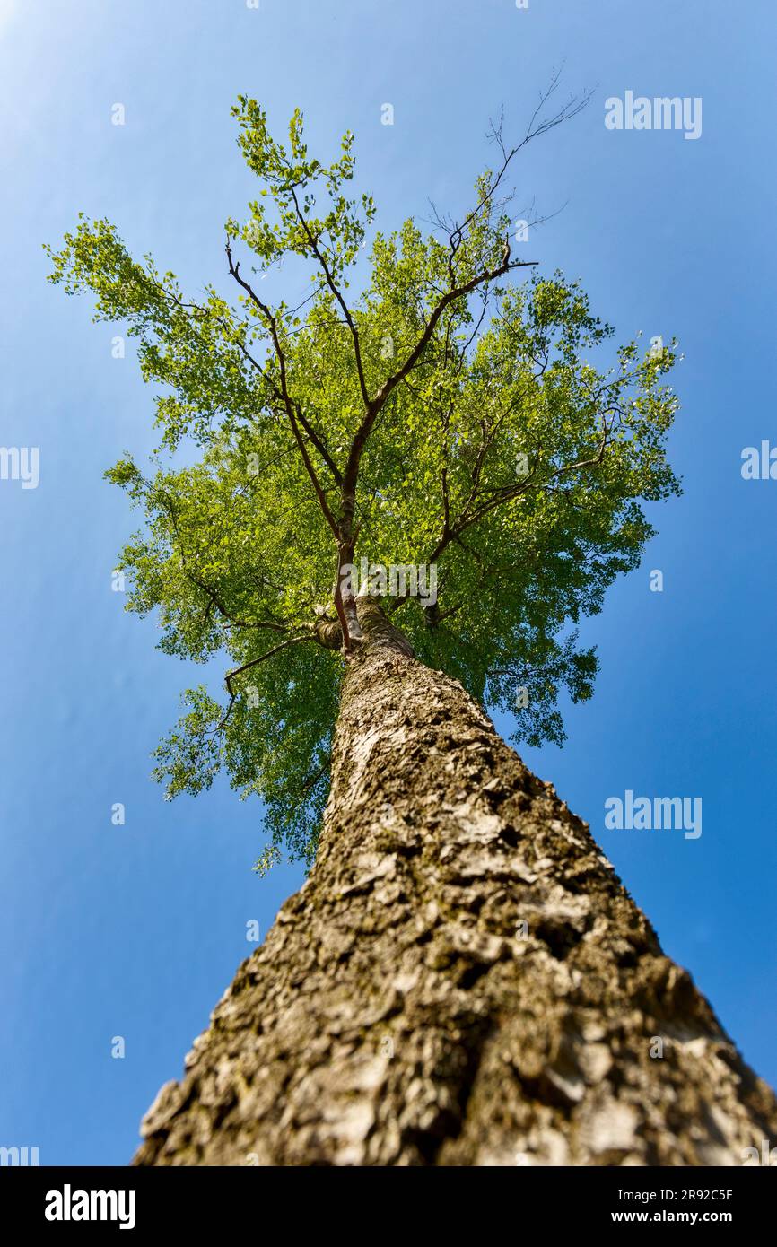 common birch, silver birch, European white birch, white birch (Betula ...