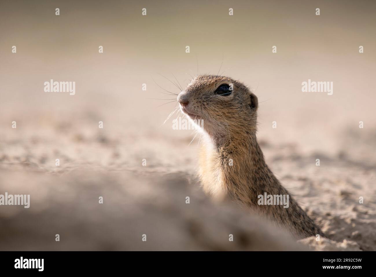 European ground squirrel, European suslik, European souslik (Citellus ...