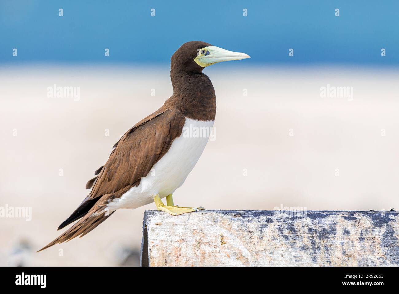 brown booby (Sula leucogaster), on the beach, Australia, Queensland ...