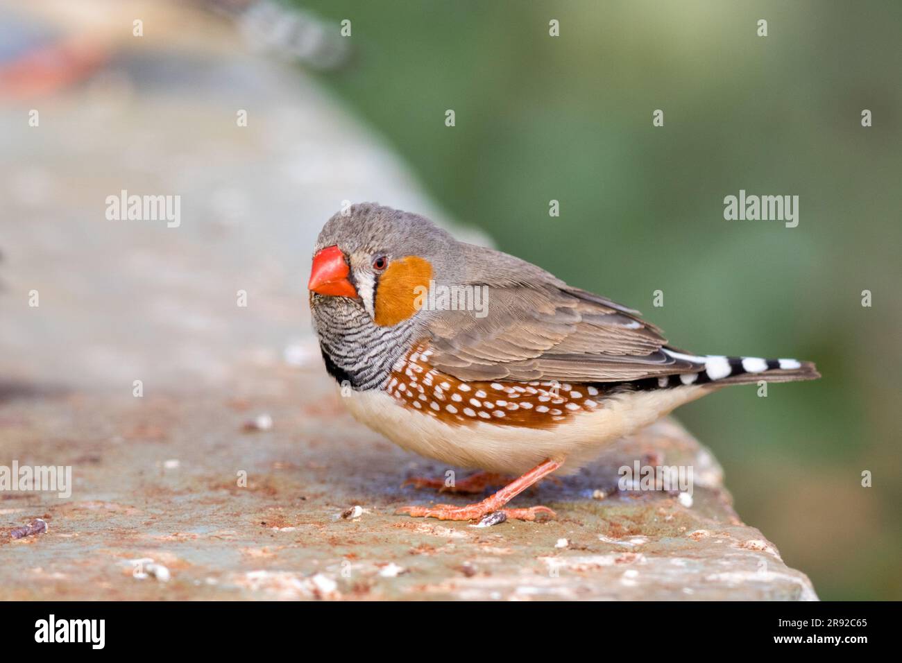 Australian finches hi-res stock photography and images - Alamy