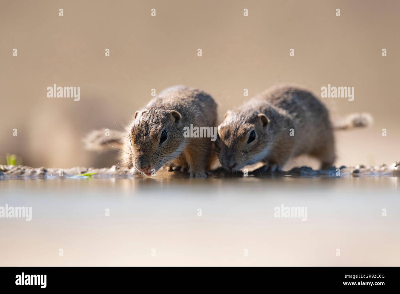 European ground squirrel, European suslik, European souslik (Citellus ...