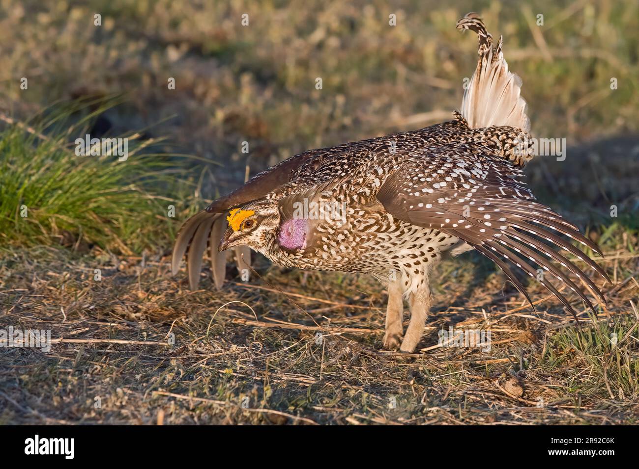 sharp-tailed grouse (Tympanuchus phasianellus jamesi), mating male, USA ...