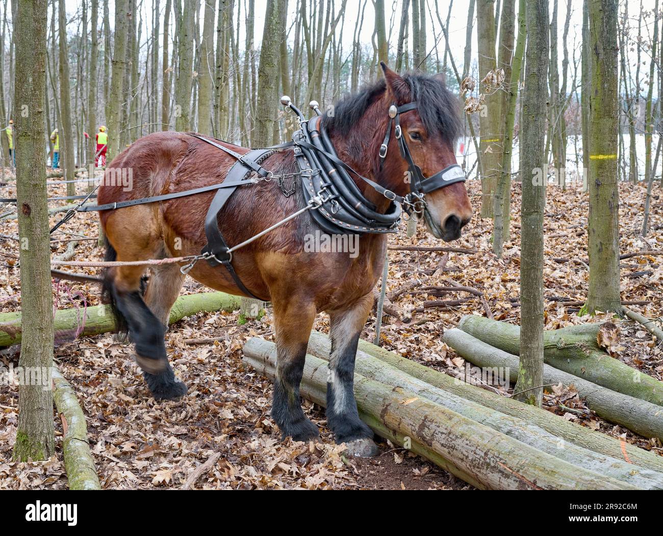 Belgian, Belgian Draft (Equus przewalskii f. caballus), logging horse ...