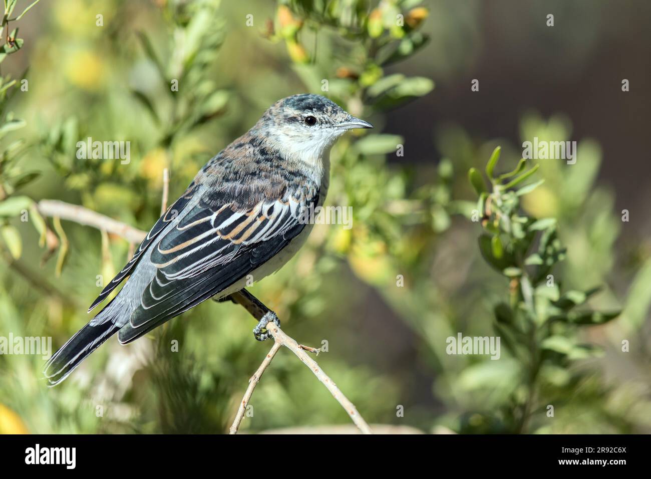 White-winged Triller (Lalage tricolor), sitting on a branch, Australia ...