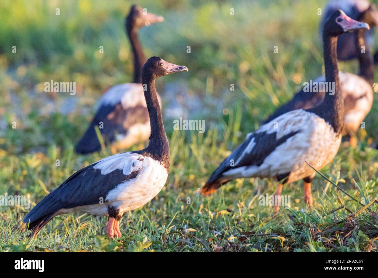 magpie goose (Anseranas semipalmata), group on a meadow, Australia ...