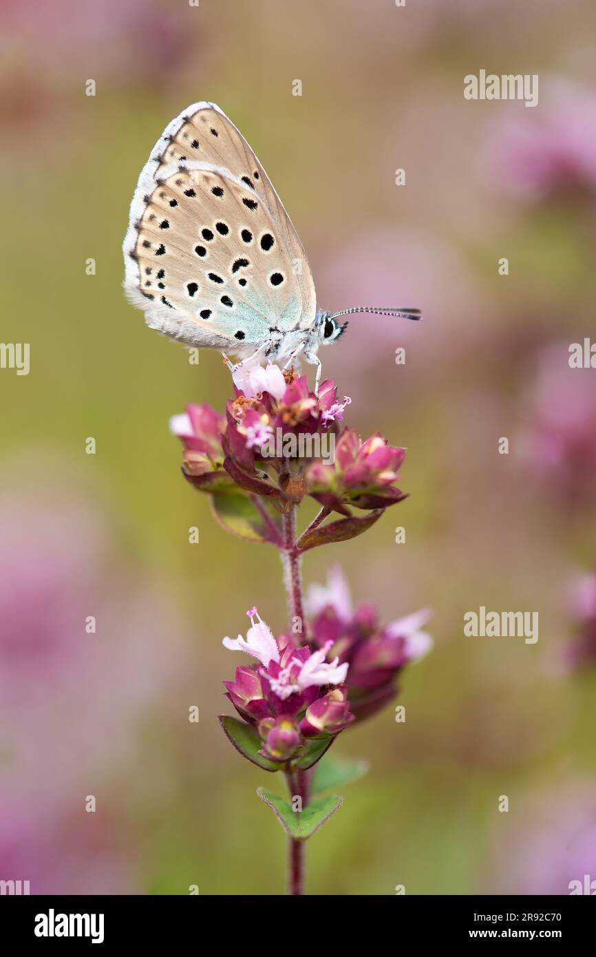 large blue (Phengaris arion, Maculinea arion, Glaucopsyche arion ...