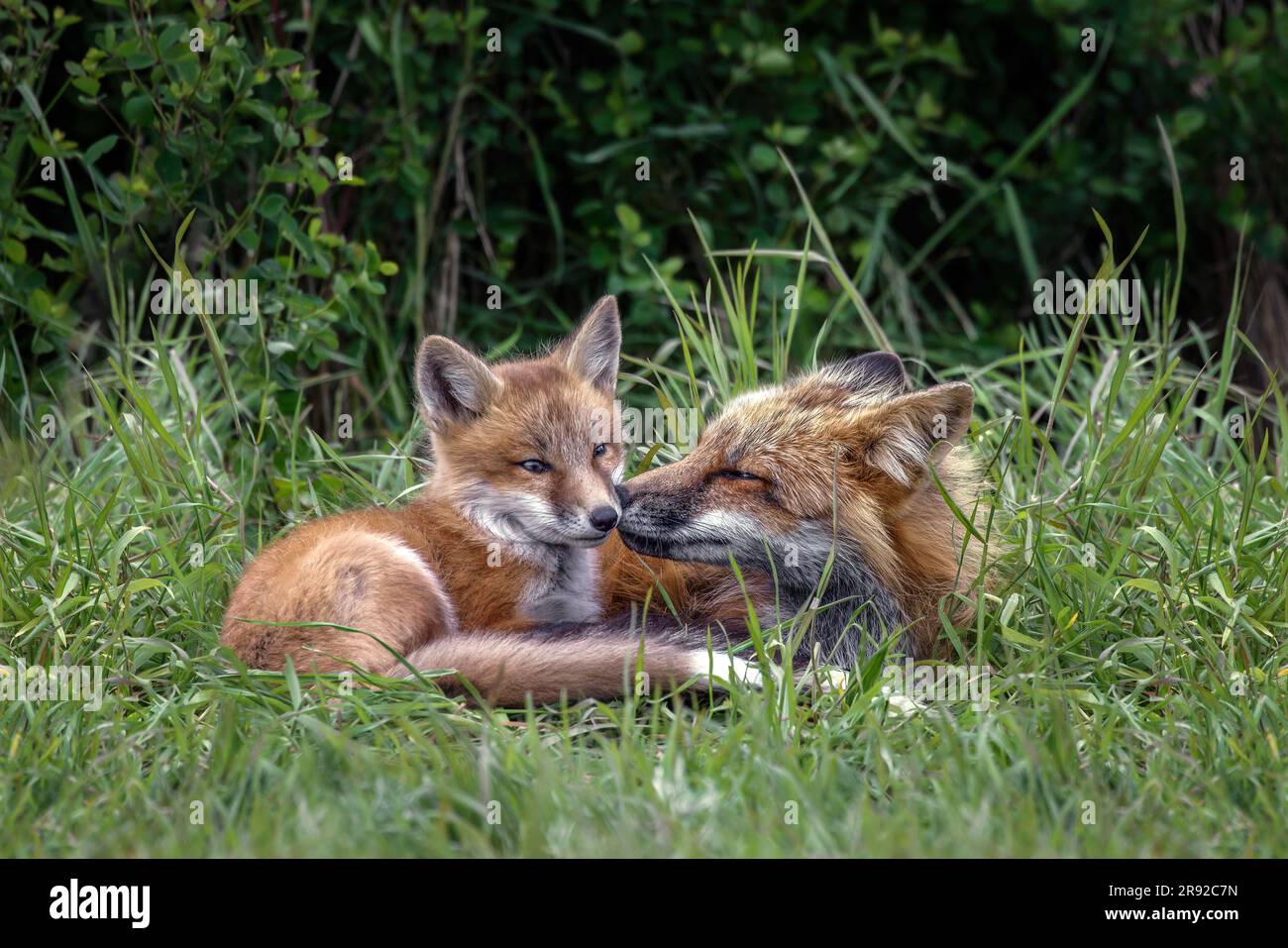 Big Brother Nuzzles Stock Photo - Alamy