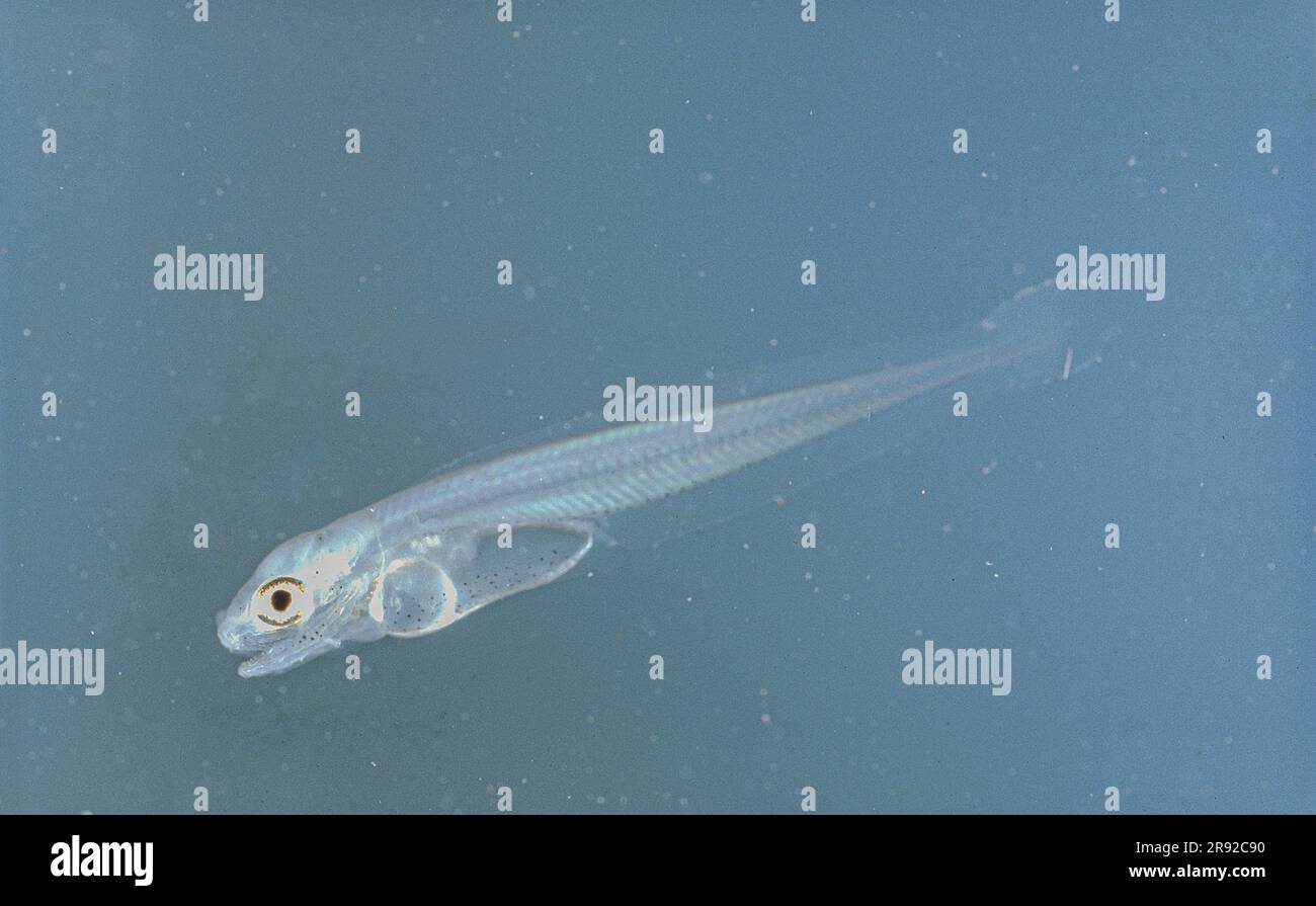 streber (Zingel streber), Larva immediately after swimming free Stock ...