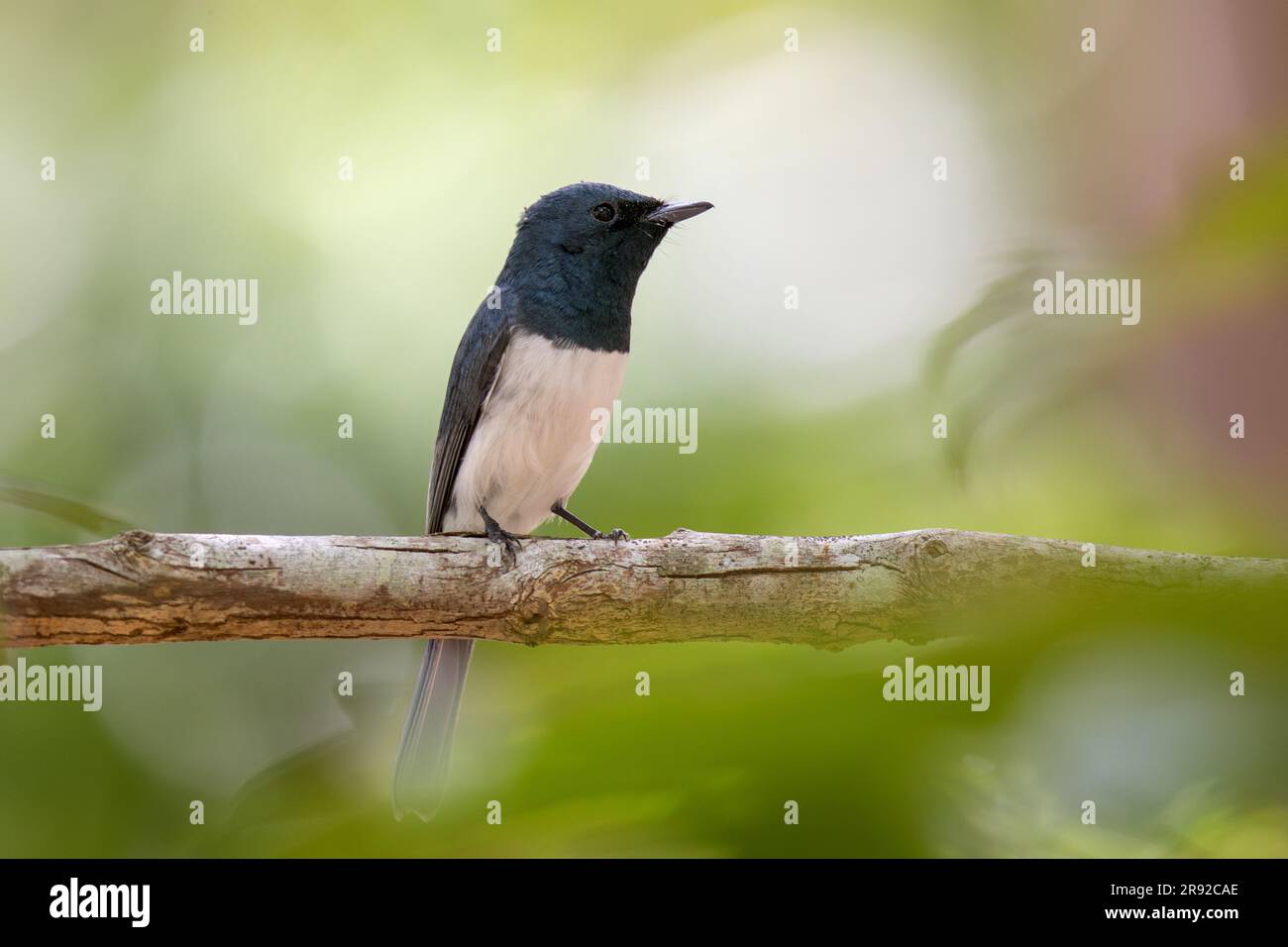 Leaden flycatcher hi-res stock photography and images - Alamy