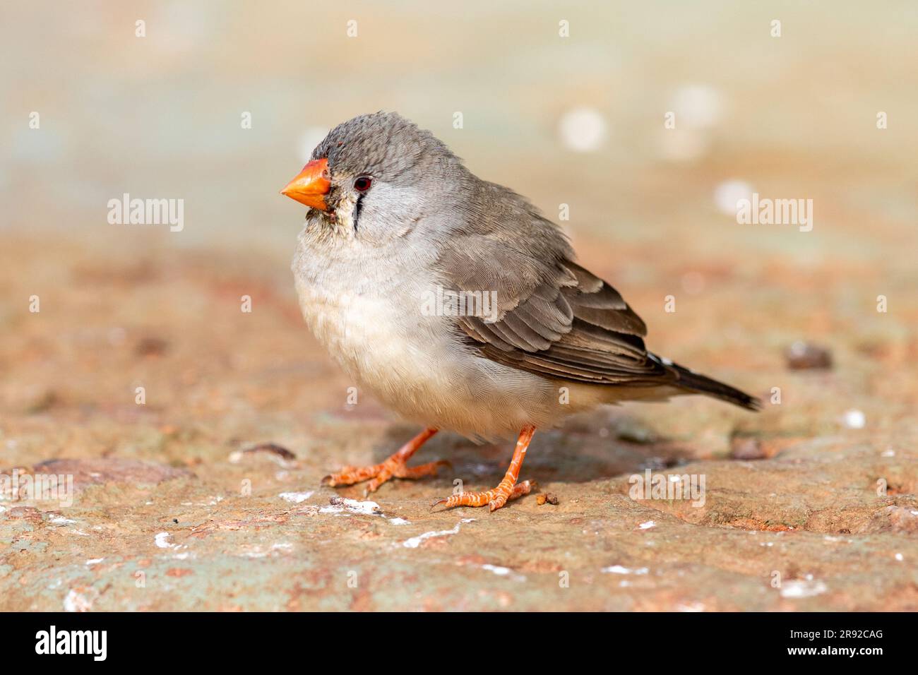 Australian Zebra finch (Taeniopygia guttata castanotis, Taeniopygia ...