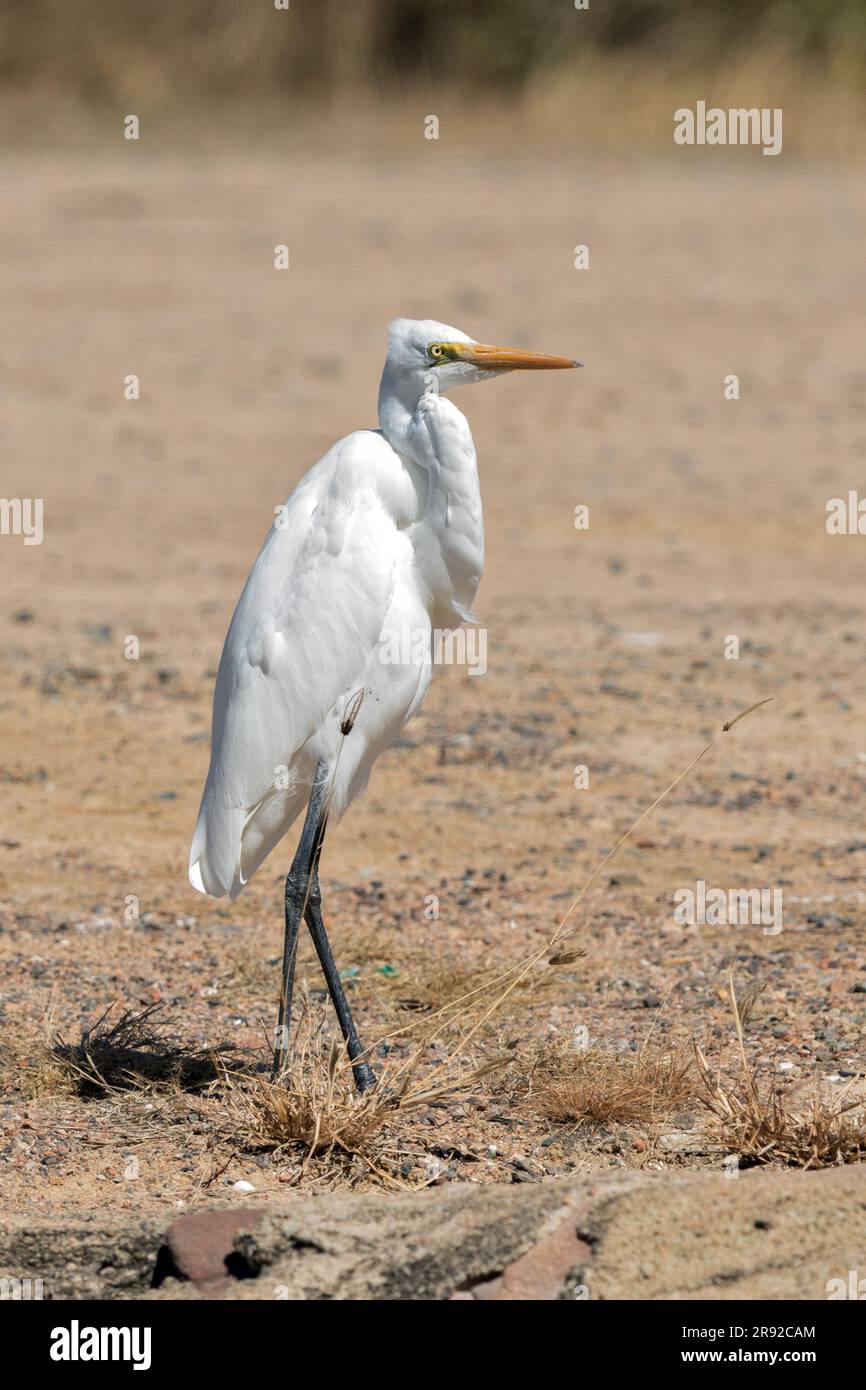 Eastern great egret, Eastern Great White Egret (Egretta alba modesta ...