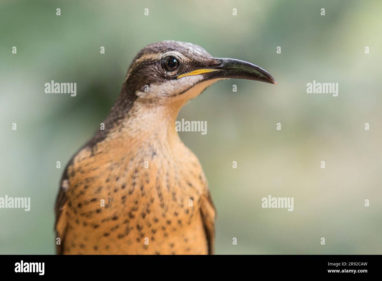 queen victoria riflebird (Ptiloris victoriae), portrait, Australia ...