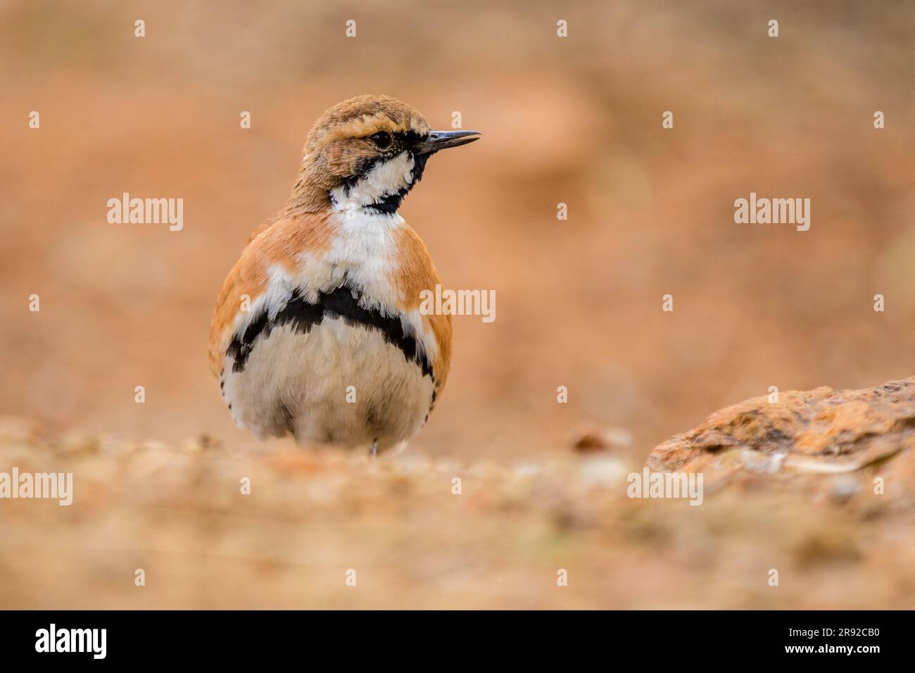 cinnamon quail thrush (Cinclosoma cinnamomeum), sitting on the ...