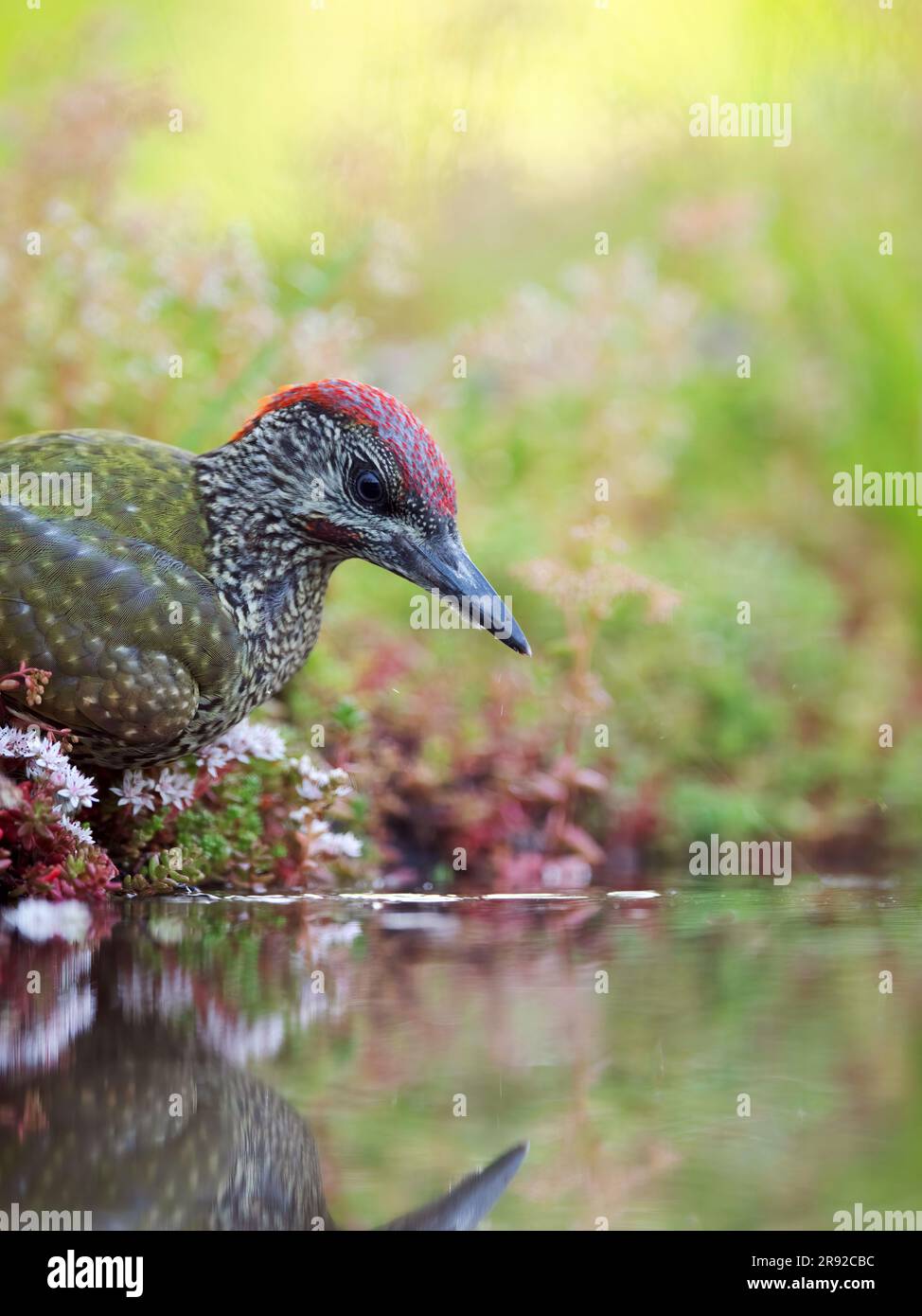 green woodpecker (Picus viridis), young bird at the water's edge, side ...