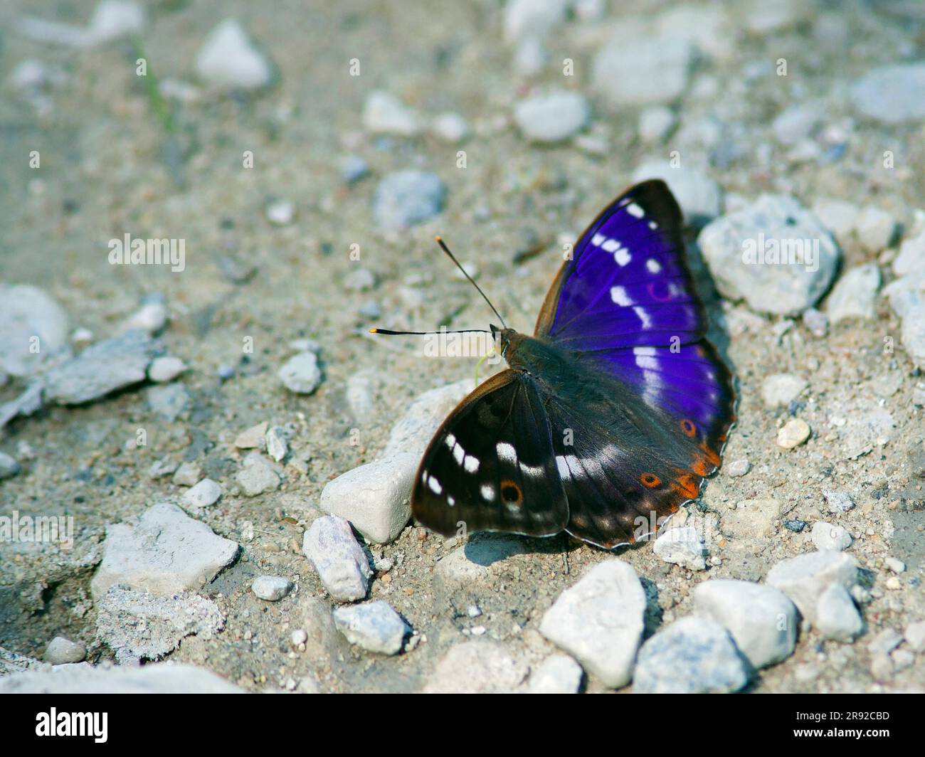 Lesser Purple Emperor (Apatura ilia, Apatura barcina), sitting on the ...