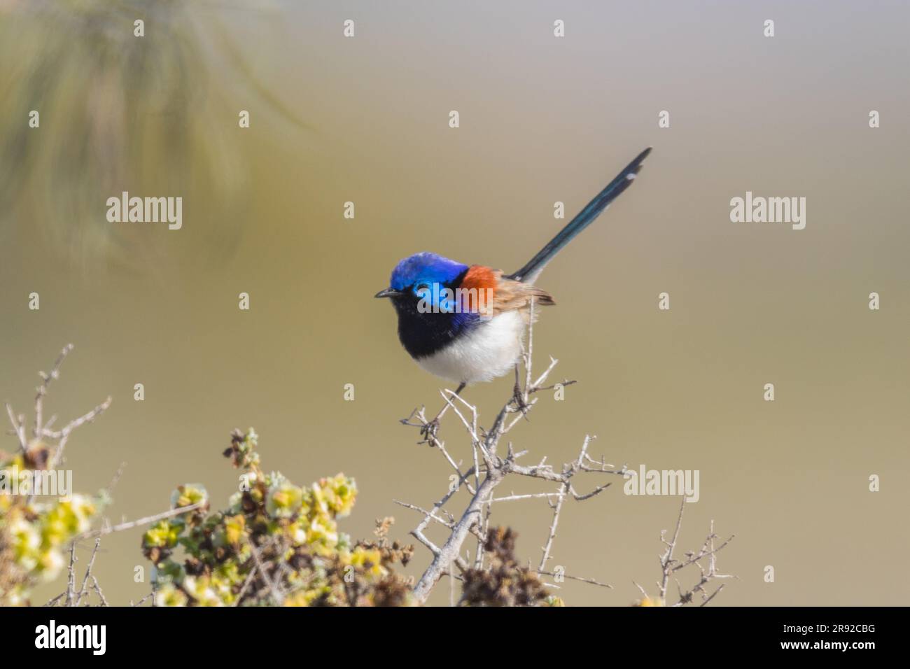 variegated wren (Malurus lamberti), male on a bush, Australia ...