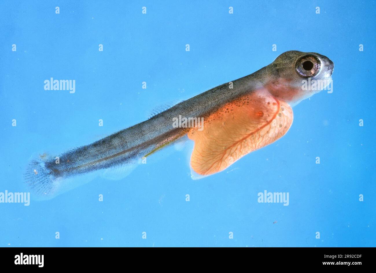 Danube salmon, huchen (Hucho hucho), yolk-sac larva, side view Stock ...