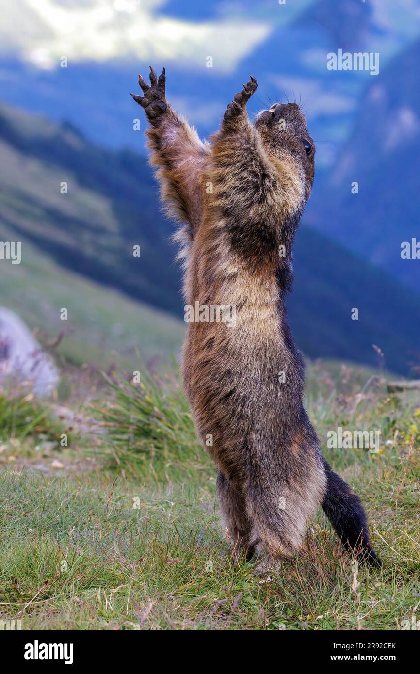 alpine marmot (Marmota marmota), stands on hind legs and raising its ...