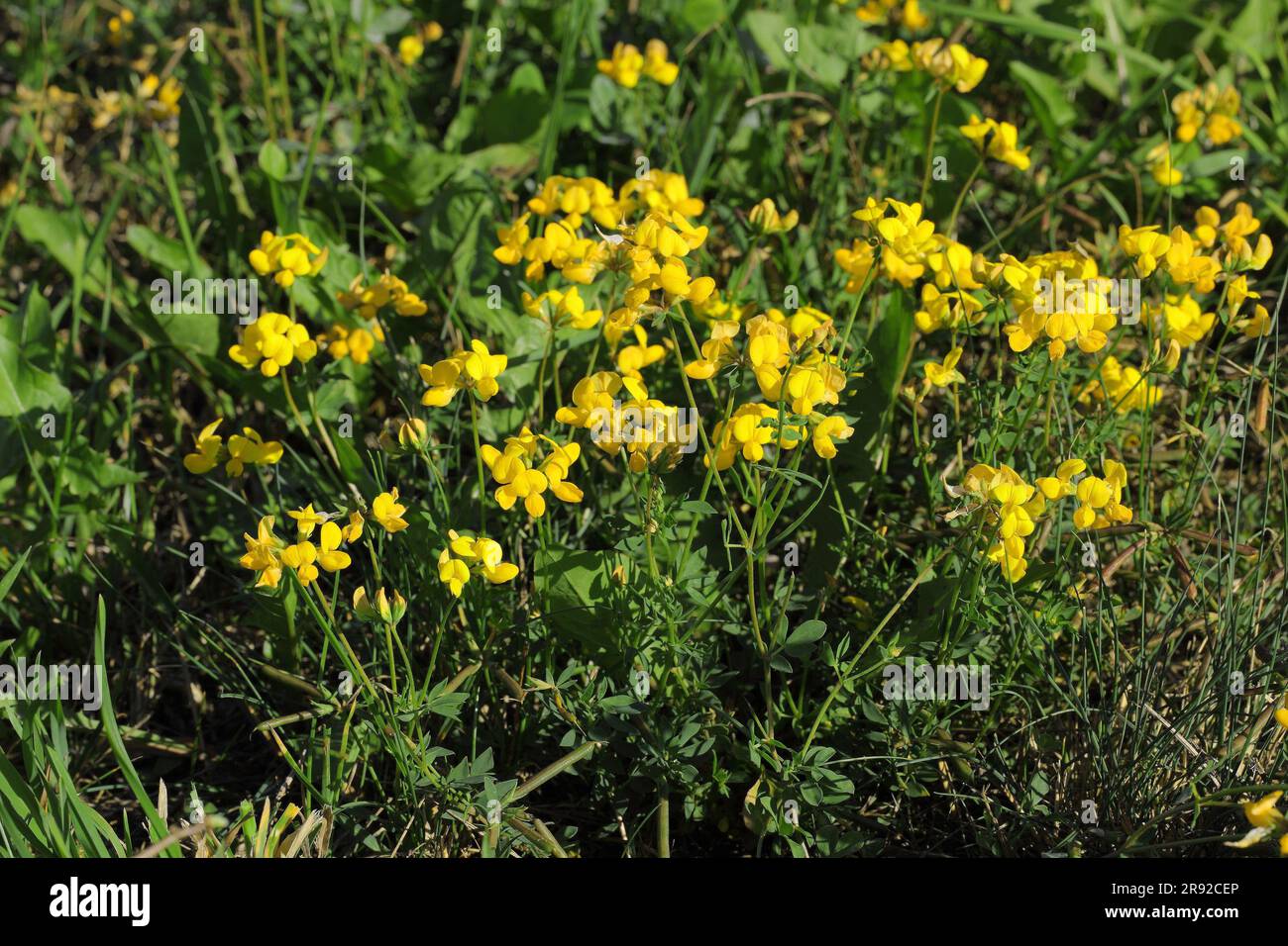 common bird's-foot trefoil (Lotus corniculatus), blooming, Germany ...