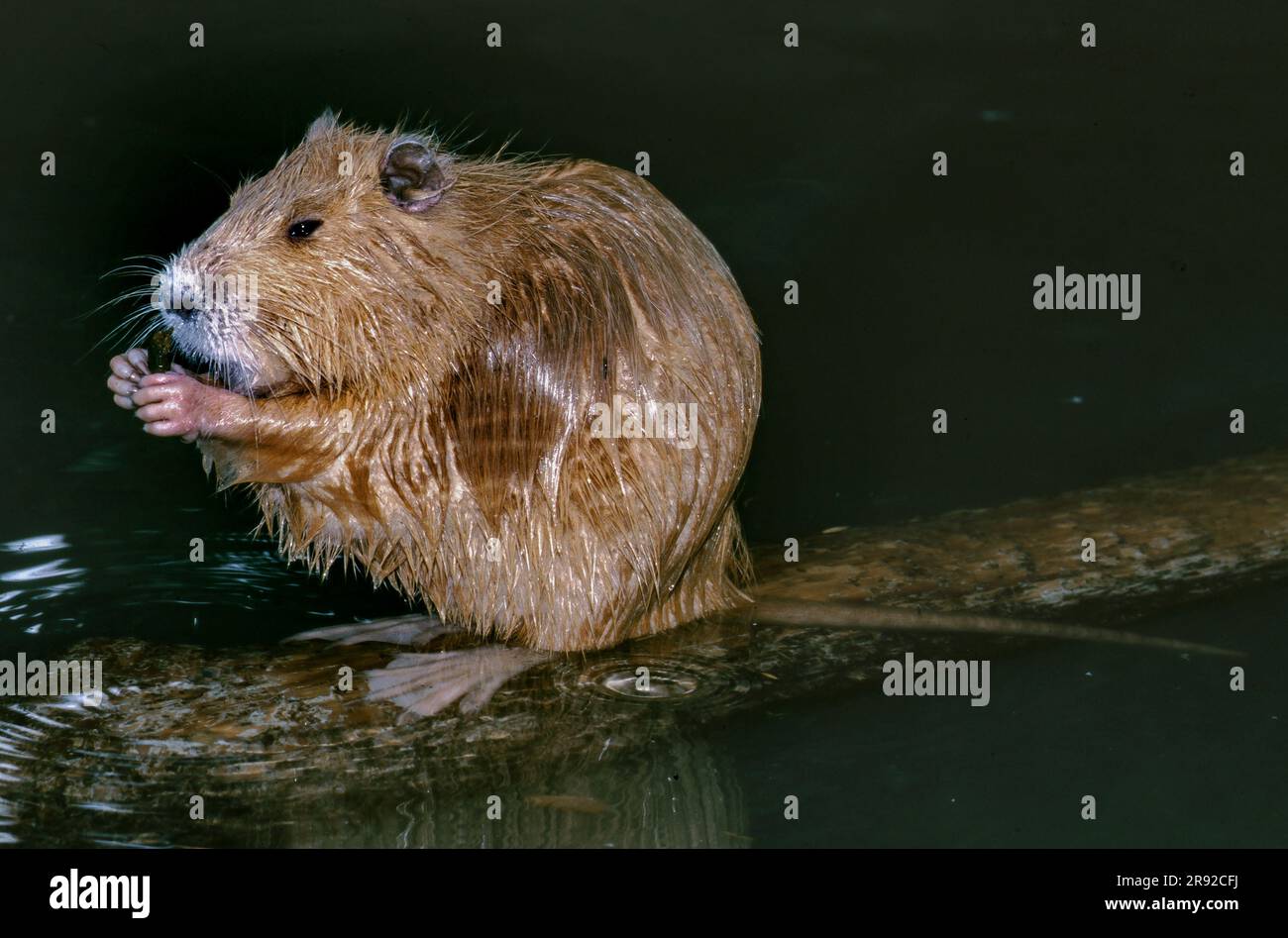 coypu, nutria (Myocastor coypus), sitting on dead wood in the water ...
