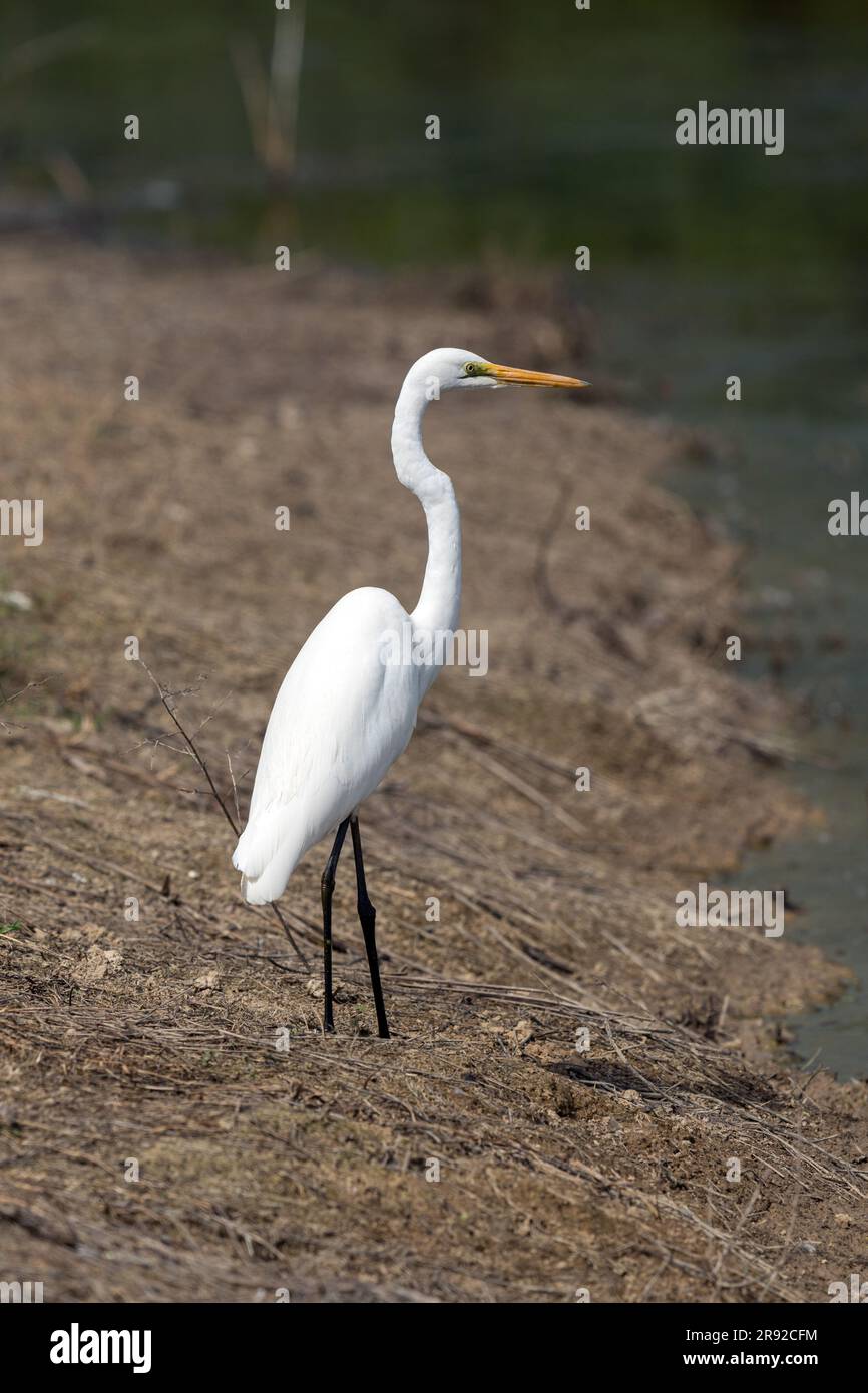 Eastern great egret, Eastern Great White Egret (Egretta alba modesta ...