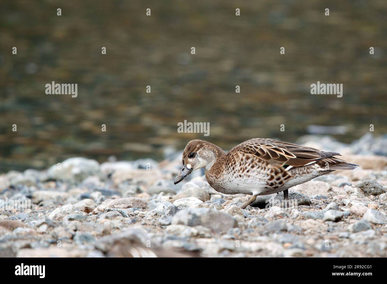 baikal teal (Anas formosa, Nettion formosum), Wintering female walking ...