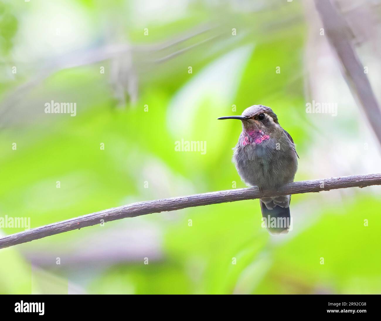 Amethyst throated hummingbird hi-res stock photography and images - Alamy