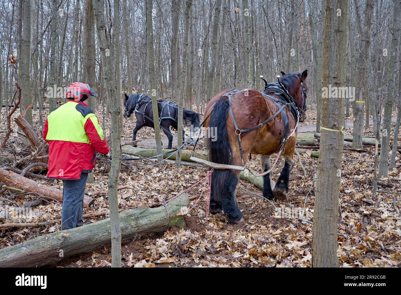 Horses in logging hi-res stock photography and images - Alamy