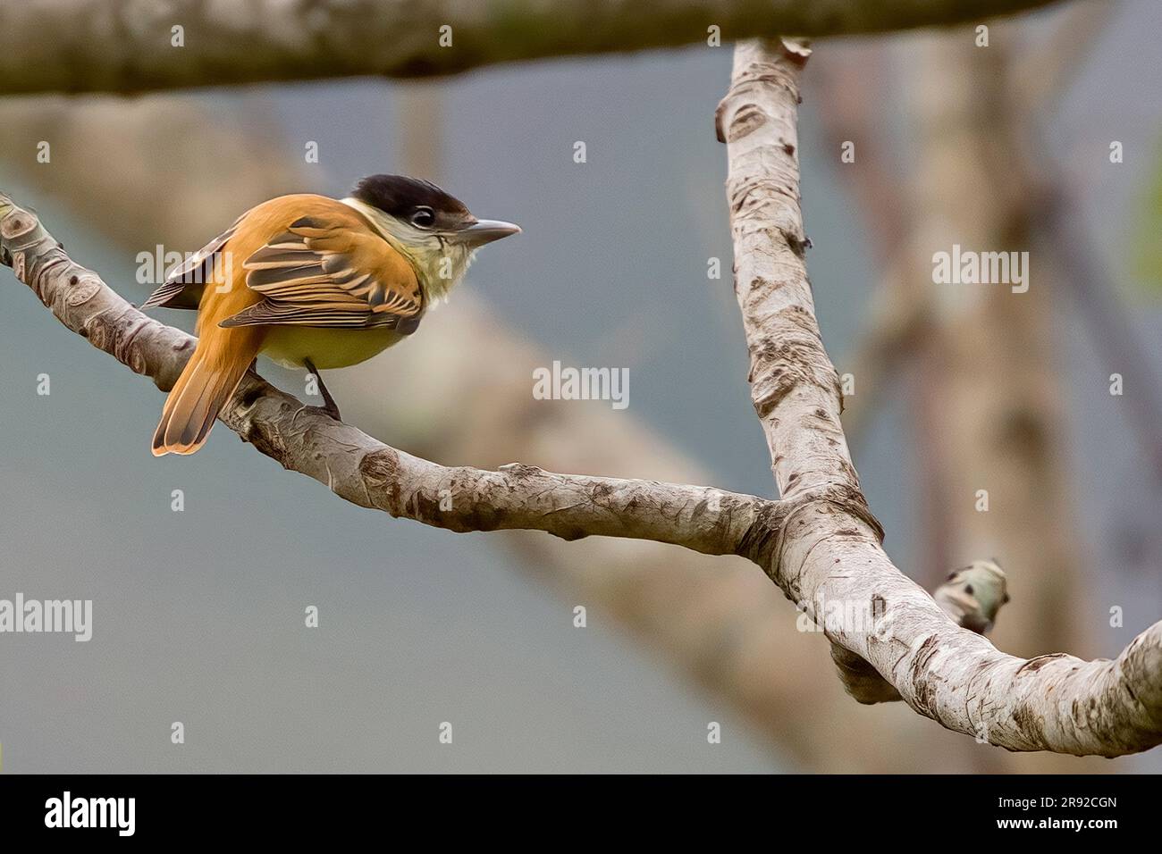 Becards hi-res stock photography and images - Alamy