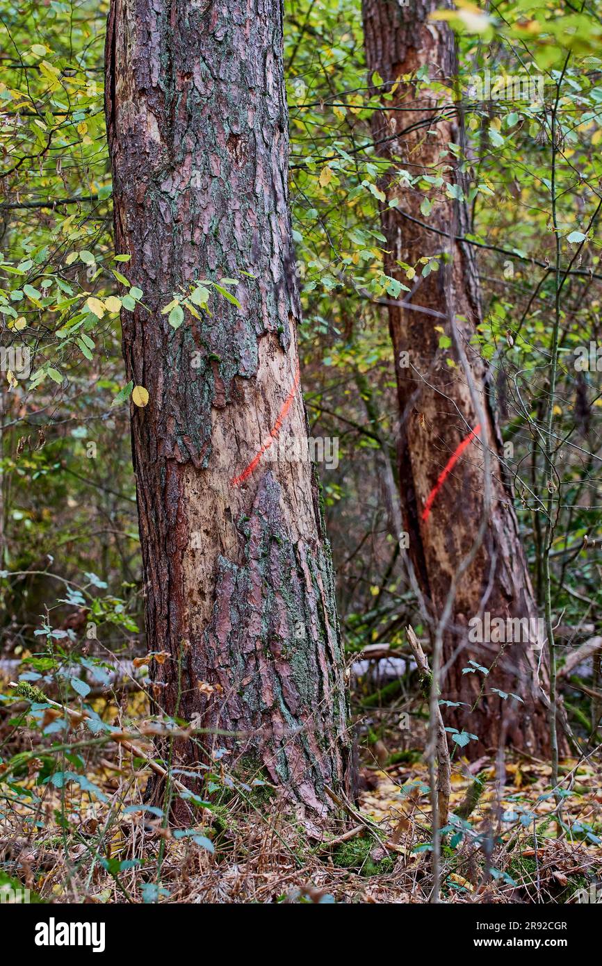 Scotch pine, Scots pine (Pinus sylvestris), red mark on trunks for ...