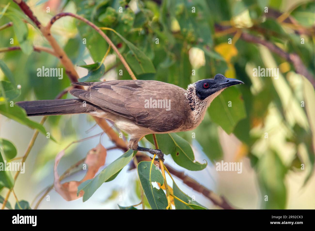 silver-crowned friarbird (Philemon argenticeps), sitting on Eucalyptus ...