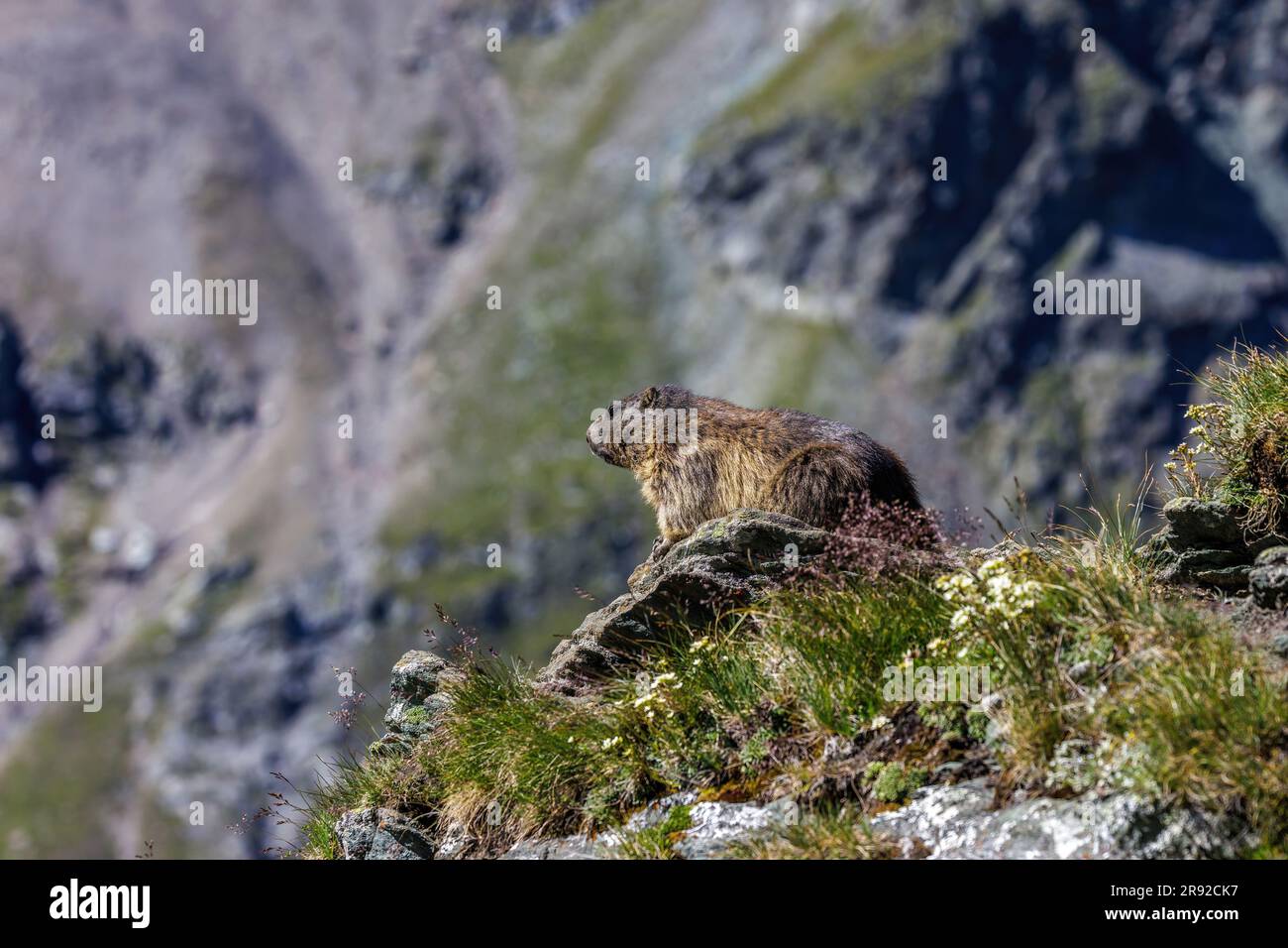 alpine marmot (Marmota marmota), sitting on a rock spur, side view ...