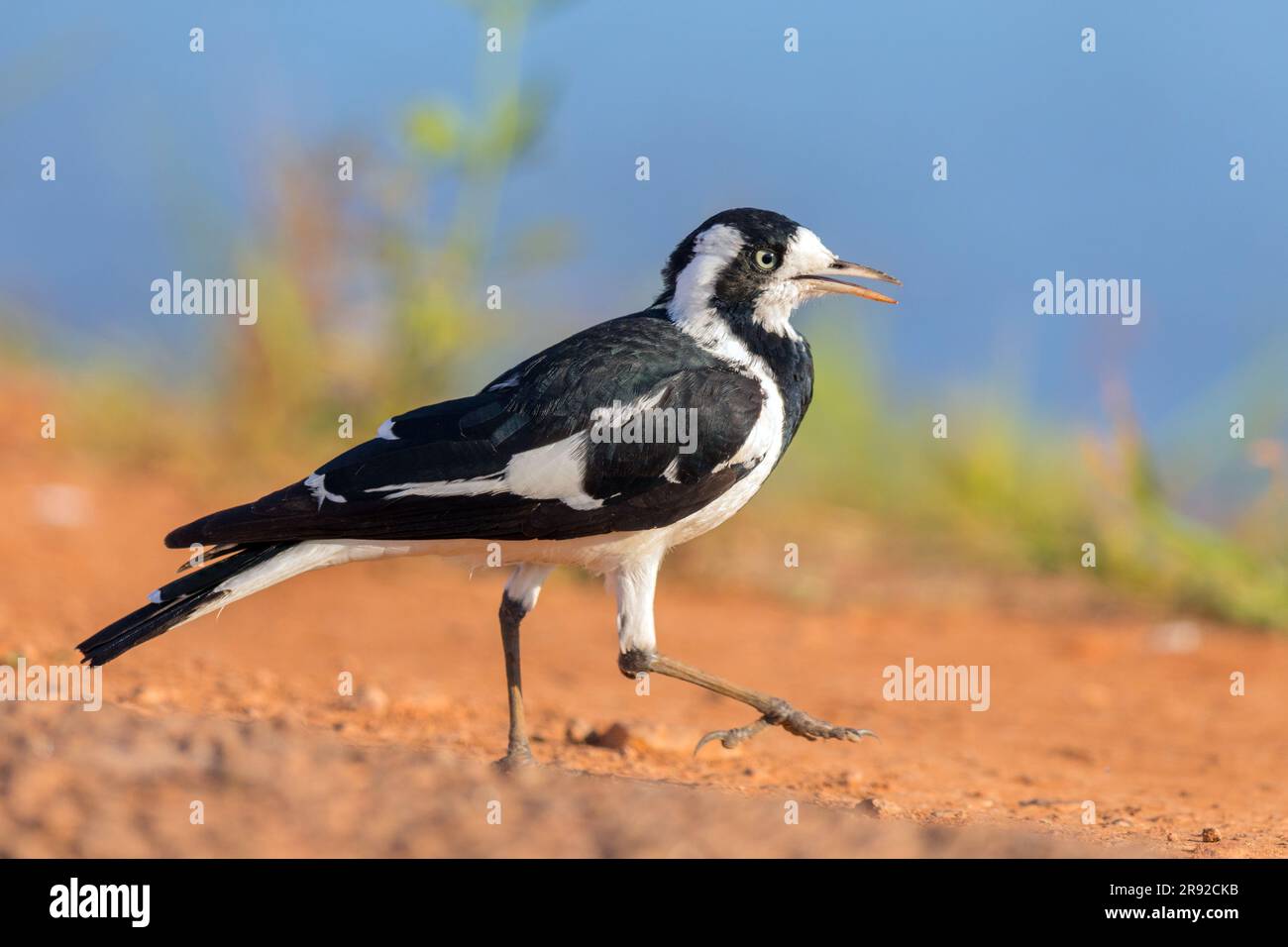 magpie lark (Grallina cyanoleuca), male sitting on the ground ...