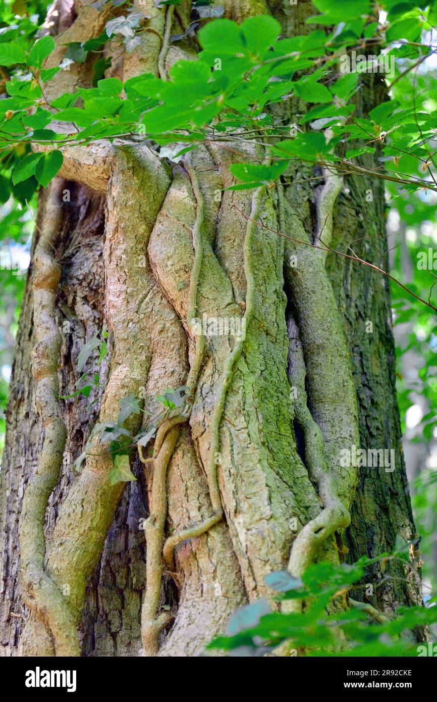 English ivy, common ivy (Hedera helix), thick ivy stem at tree trunk ...