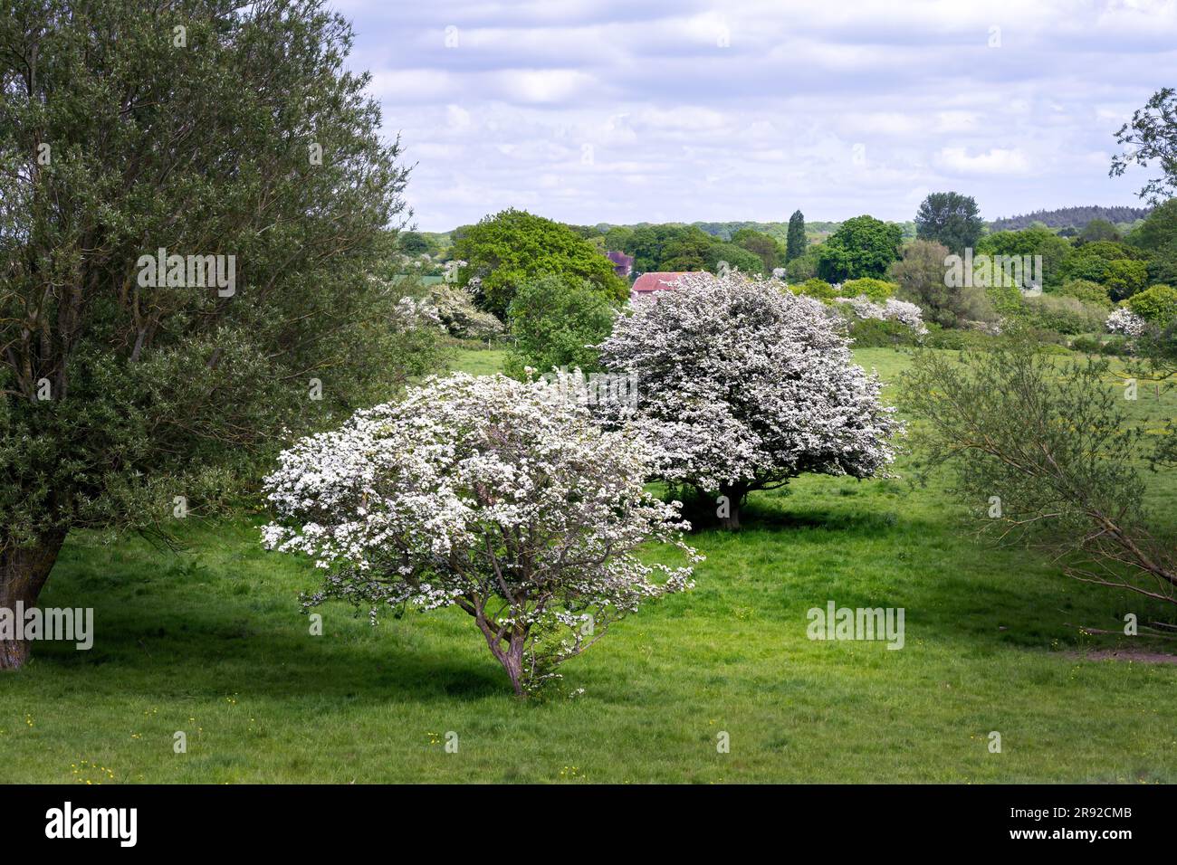 Hawthorn crataegus monogyna may tree whitethorn quickthorn hi-res stock ...