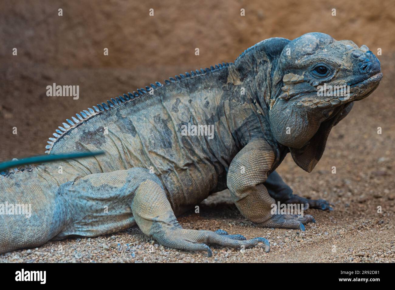 Mona gray hi-res stock photography and images - Alamy